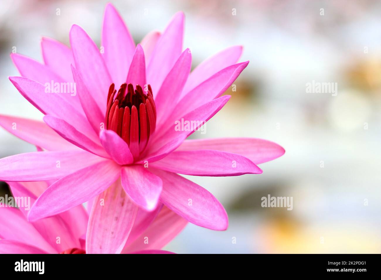 Bloom up close hi-res stock photography and images - Alamy