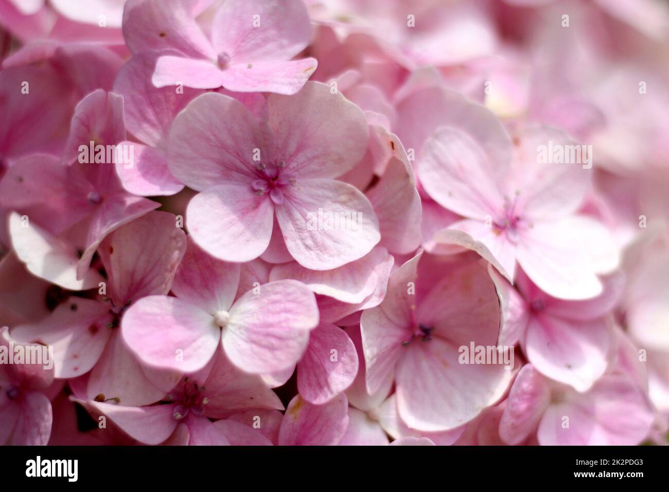 Hydrangea up close hi-res stock photography and images - Alamy