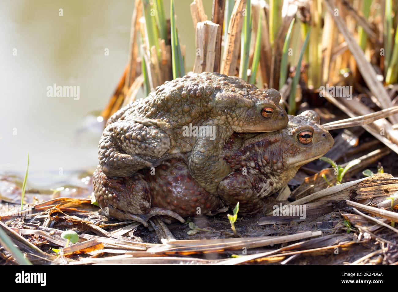 Toad male and female sitting piggyback at the sea Stock Photo - Alamy