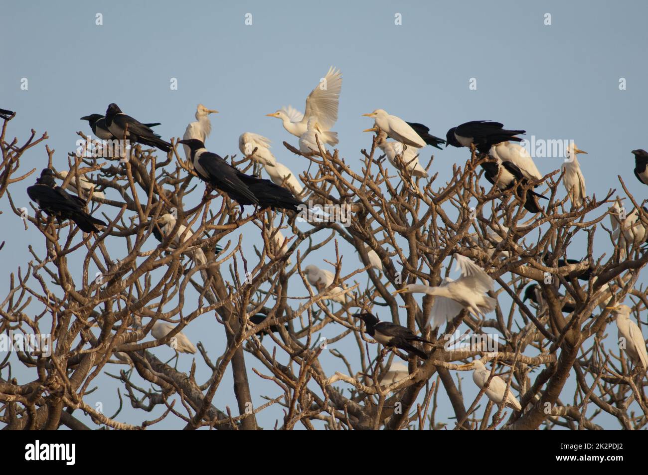 Cattle egrets and pied crows on a tree Stock Photo - Alamy