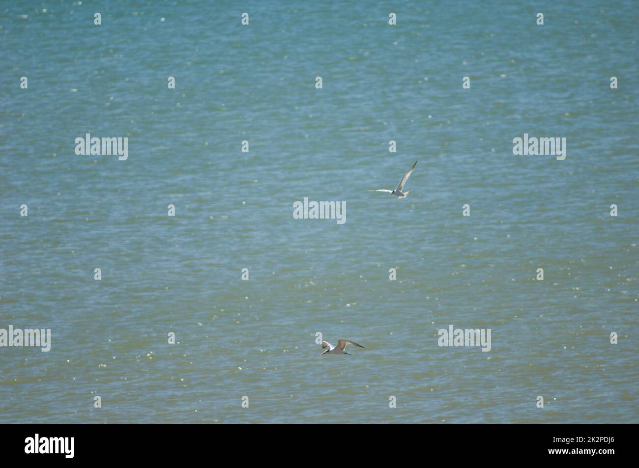 Royal terns Thalasseus maximus albididorsalis in flight Stock Photo - Alamy
