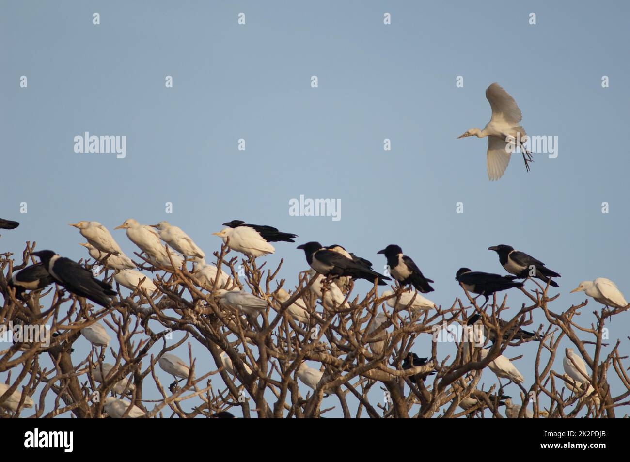 Cattle egrets and pied crows on a tree Stock Photo - Alamy
