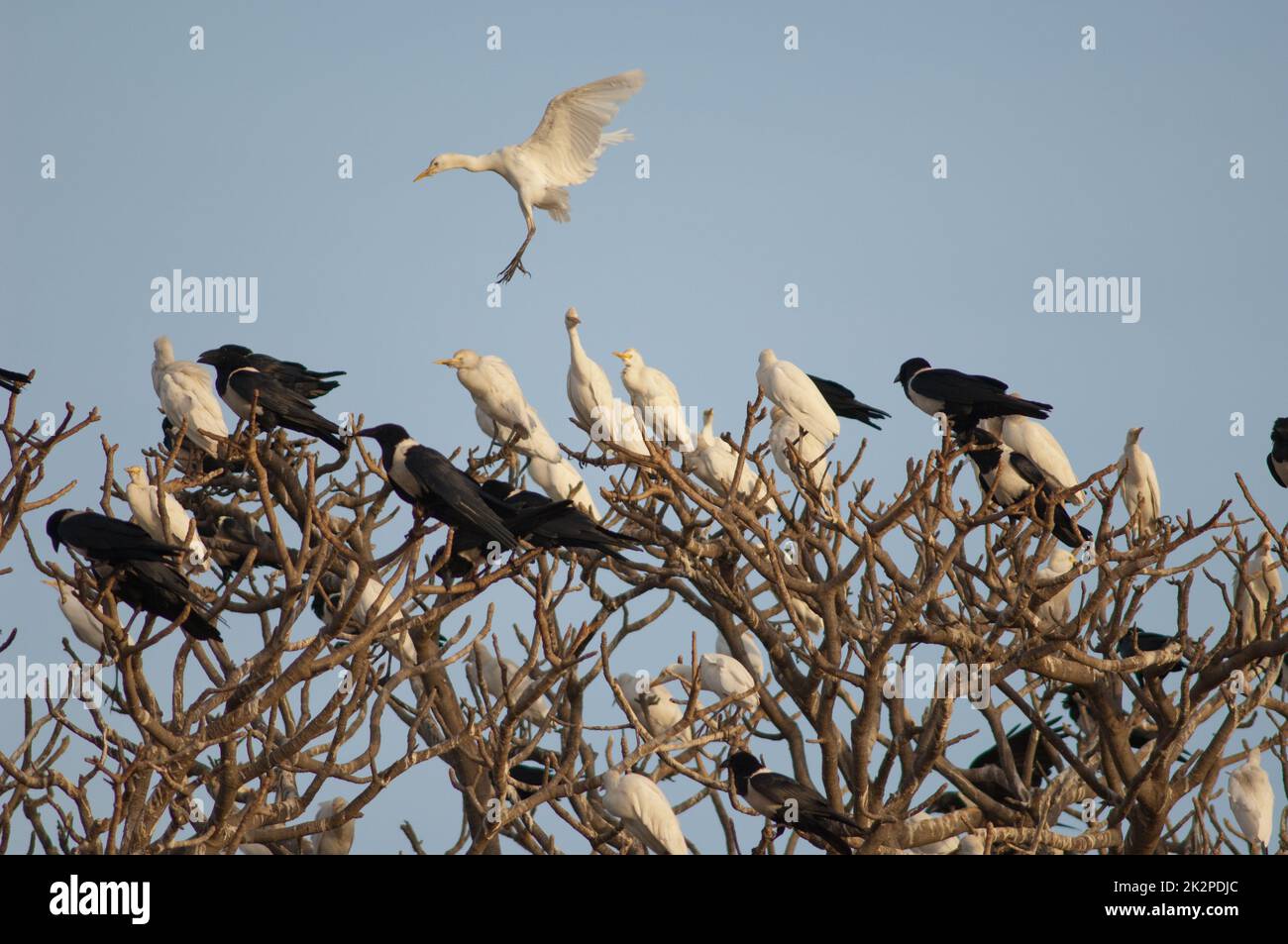 Cattle egrets and pied crows on a tree Stock Photo - Alamy