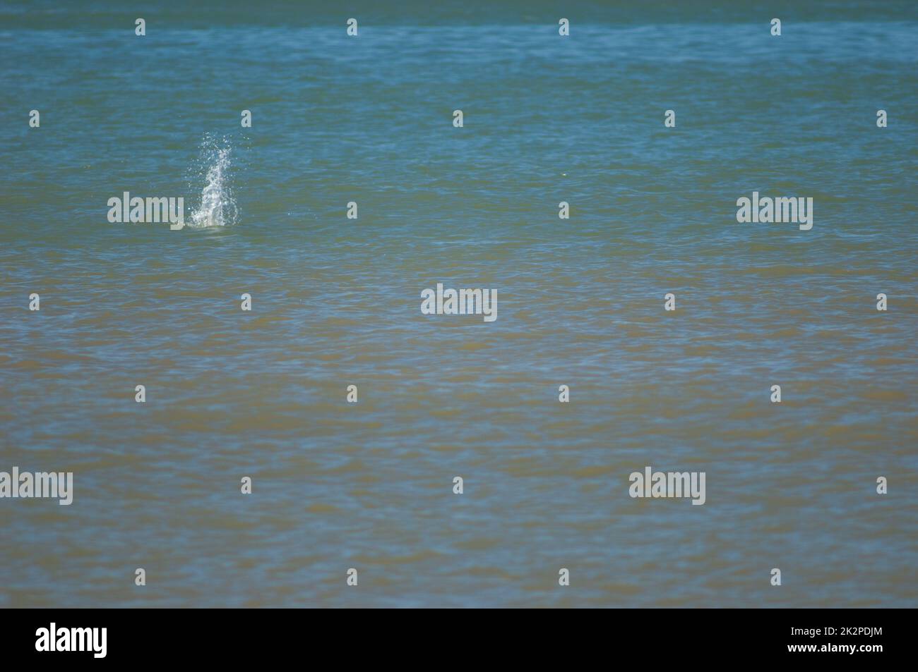 Tern fishing hi-res stock photography and images - Alamy