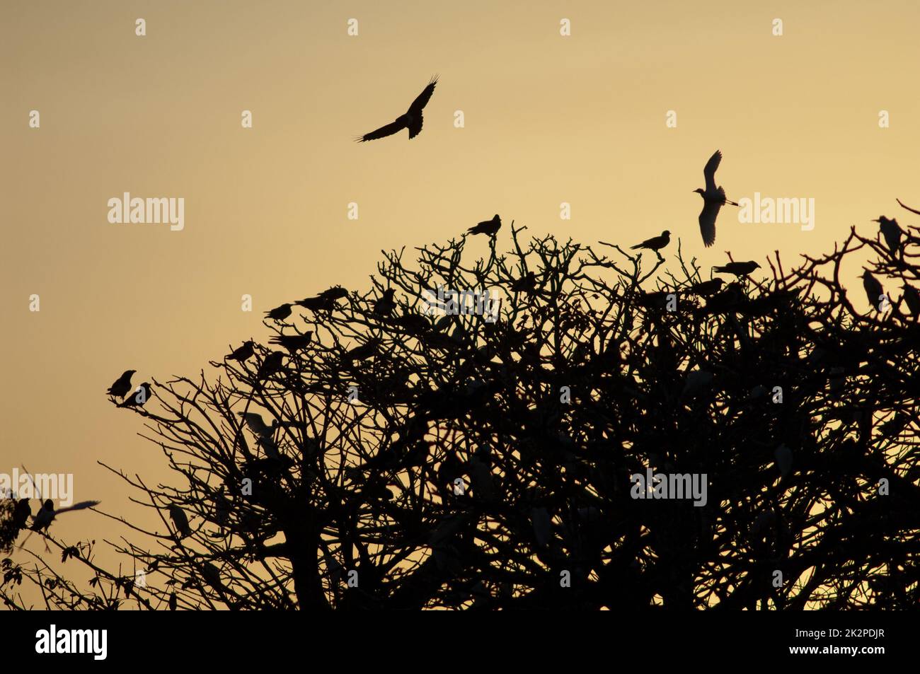 Pied crows and cattle egrets on a communal roost at sunset Stock Photo ...