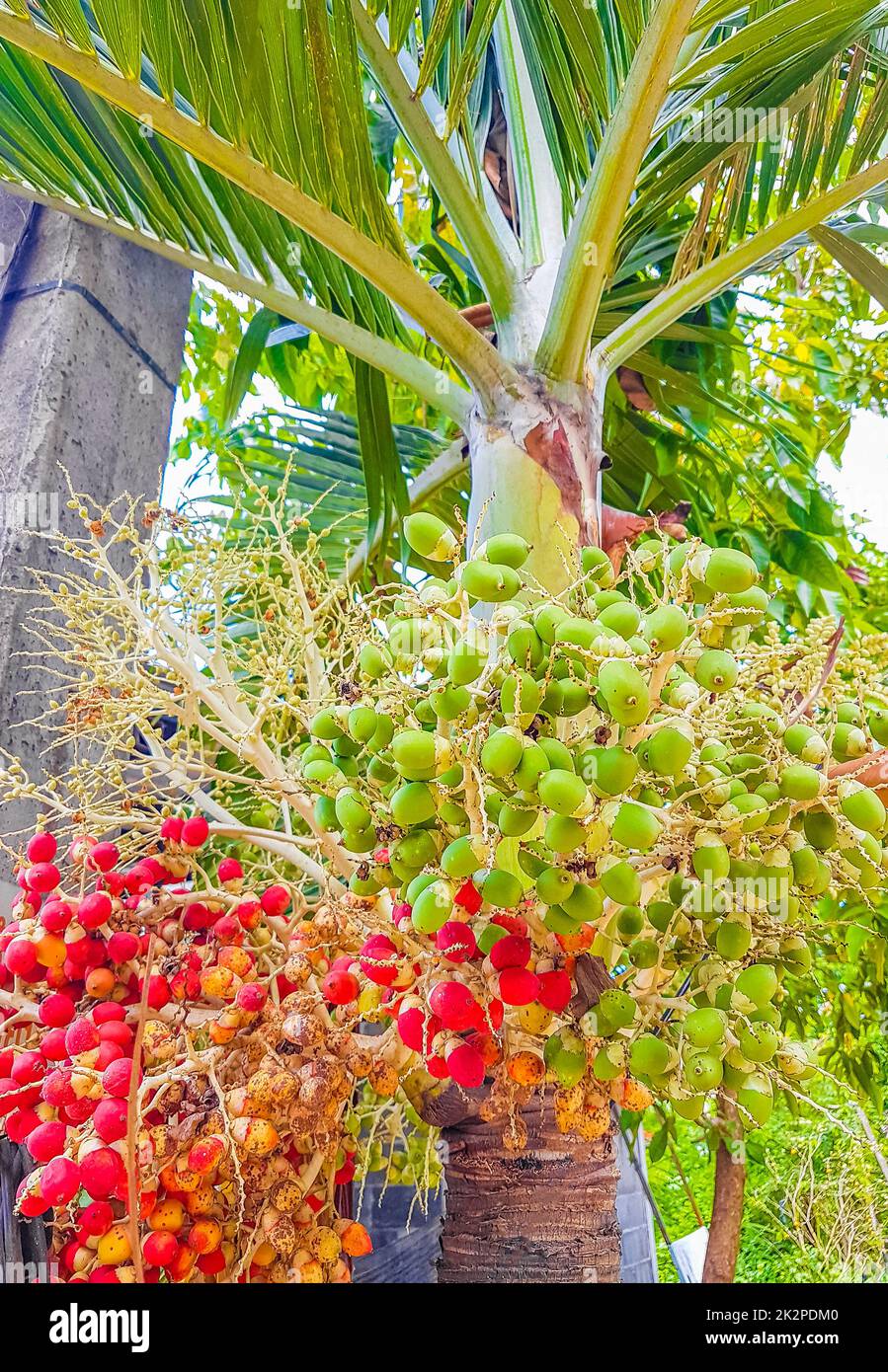 Betel nut tree hi-res stock photography and images - Alamy