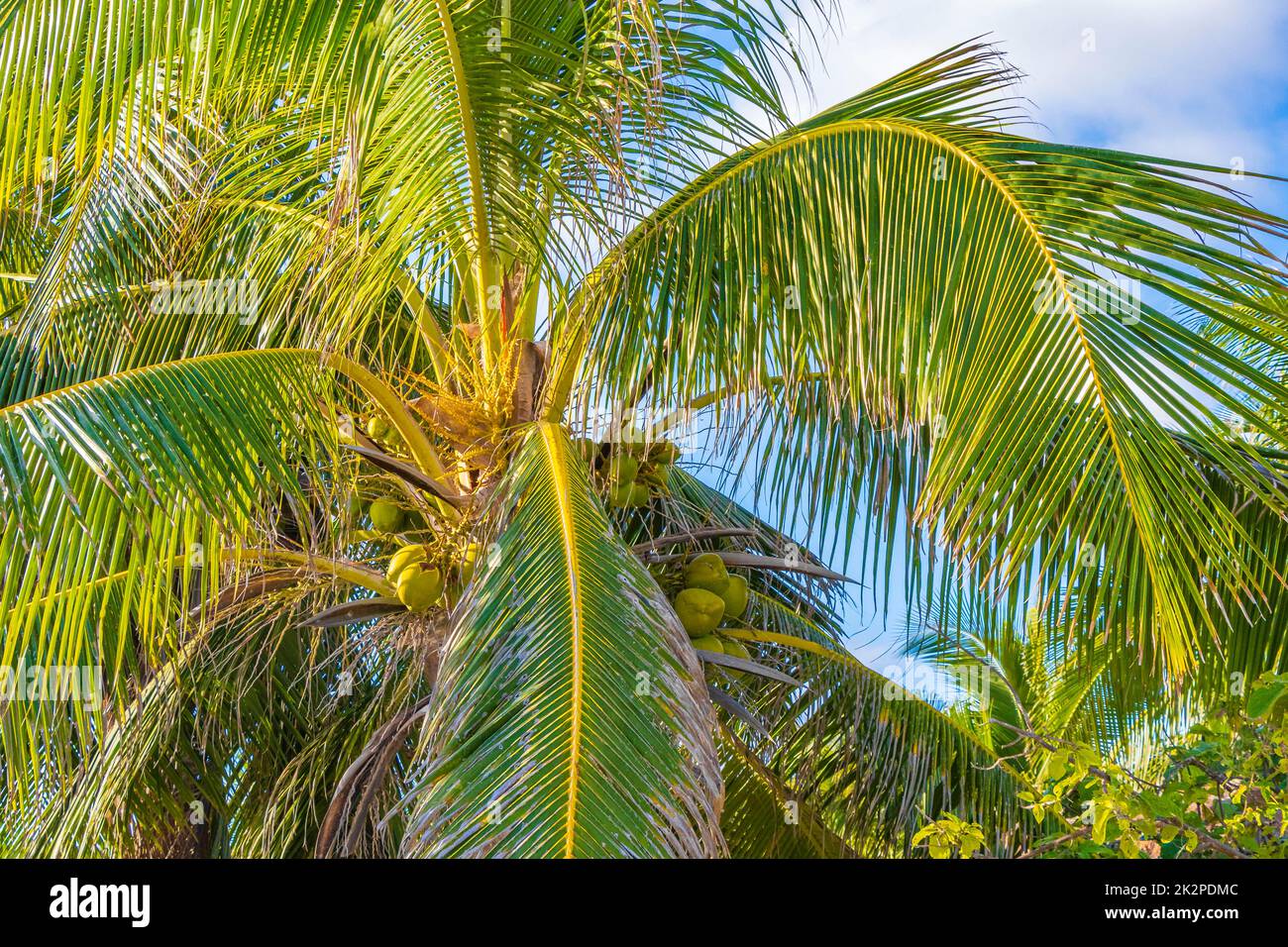 Tropical palm tree with blue sky and coconuts Tulum Mexico Stock Photo ...