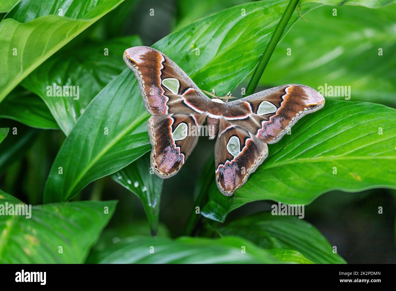 Colorful Giant Atlas Moth (Attacus atlas) on a green plant Stock Photo ...