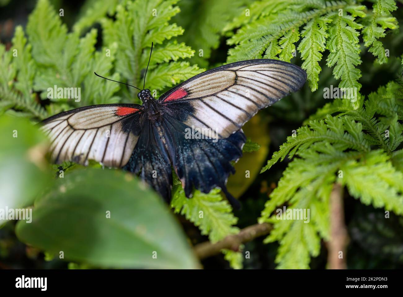 Southeast Asian Great Mormon butterfly Stock Photo - Alamy