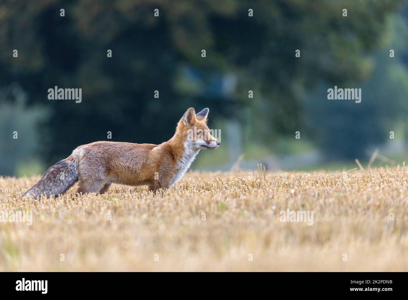 Red fox is posing on a yellow stubble Stock Photo - Alamy