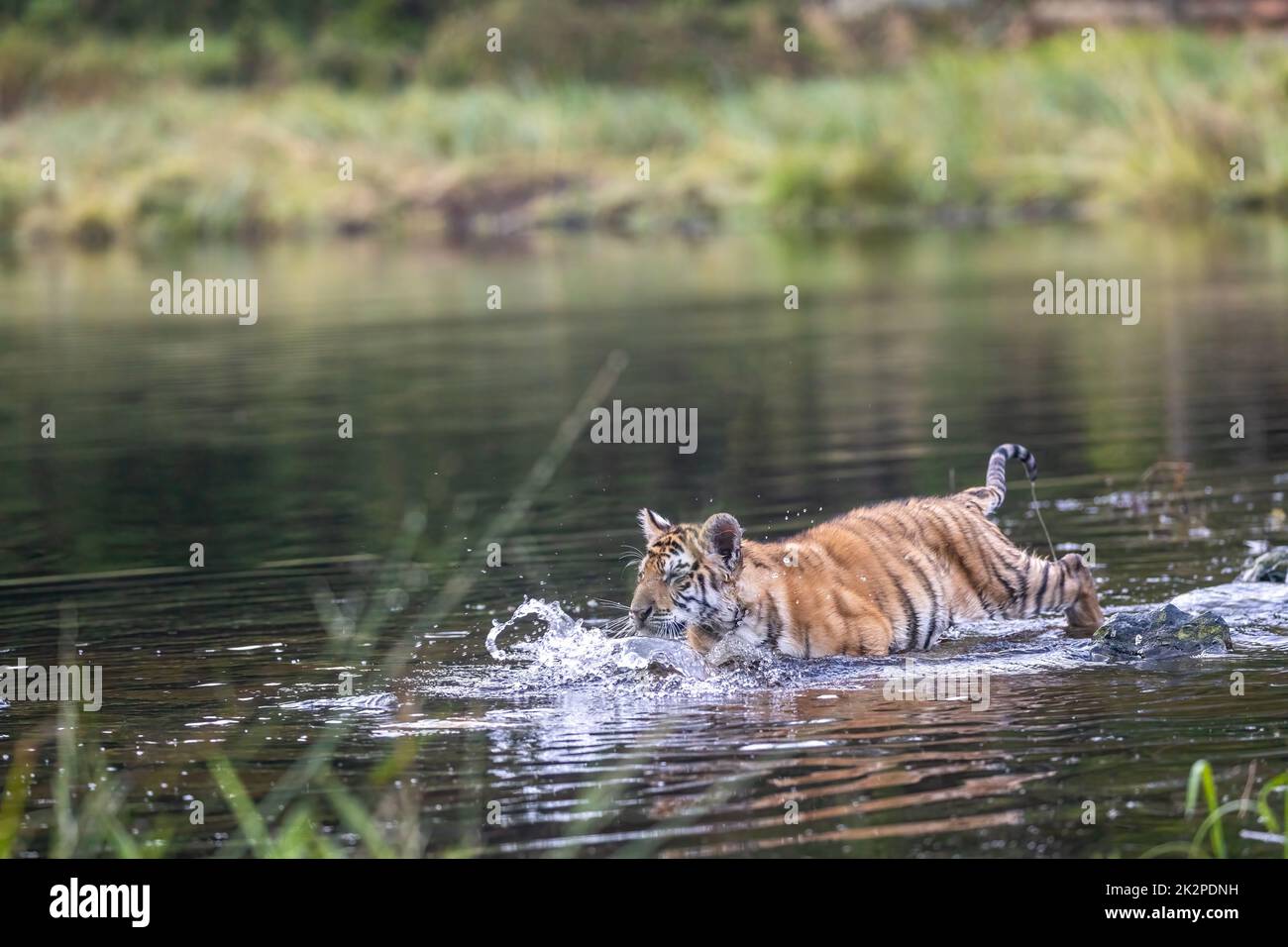 Tiger cub water hi-res stock photography and images - Alamy