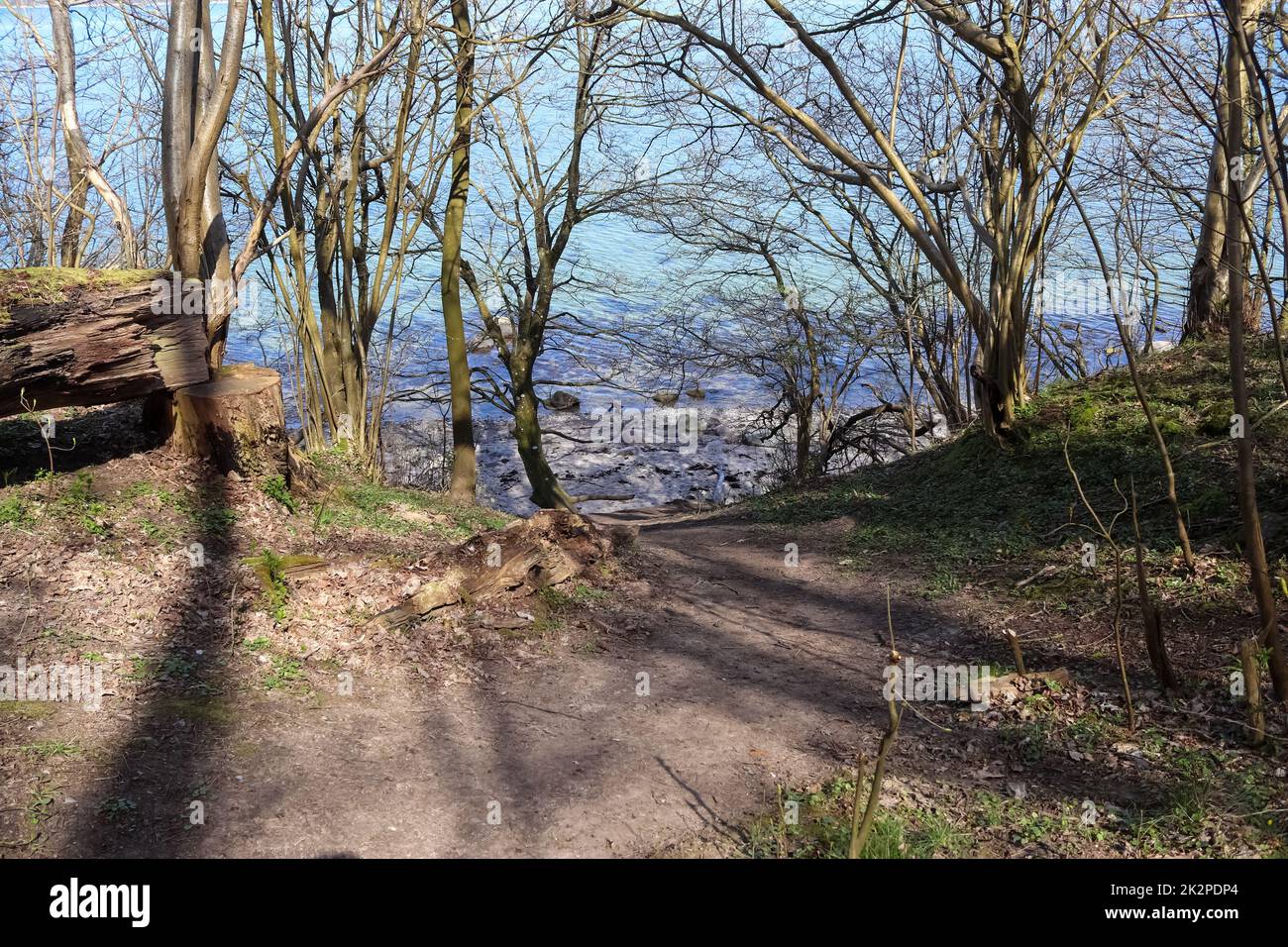 A clearing in a coniferous forest with a body of water in the swamp ...