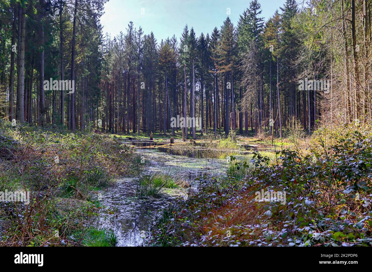 A clearing in a coniferous forest with a body of water in the swamp ...