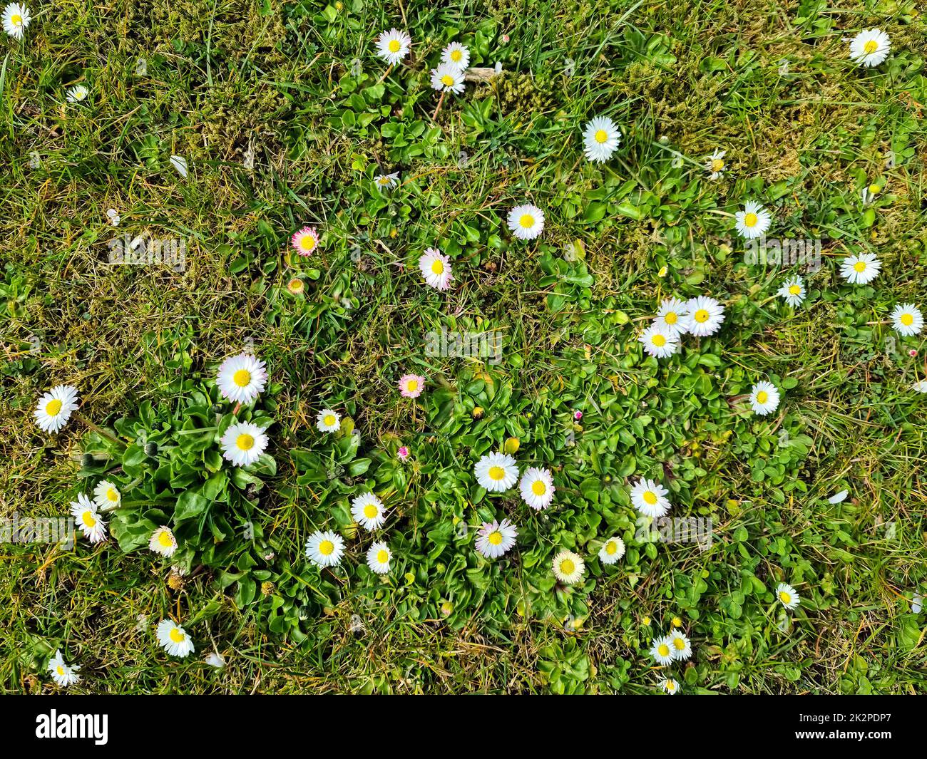 White garden daisy in a floral summer background. Leucanthemum vulgare ...