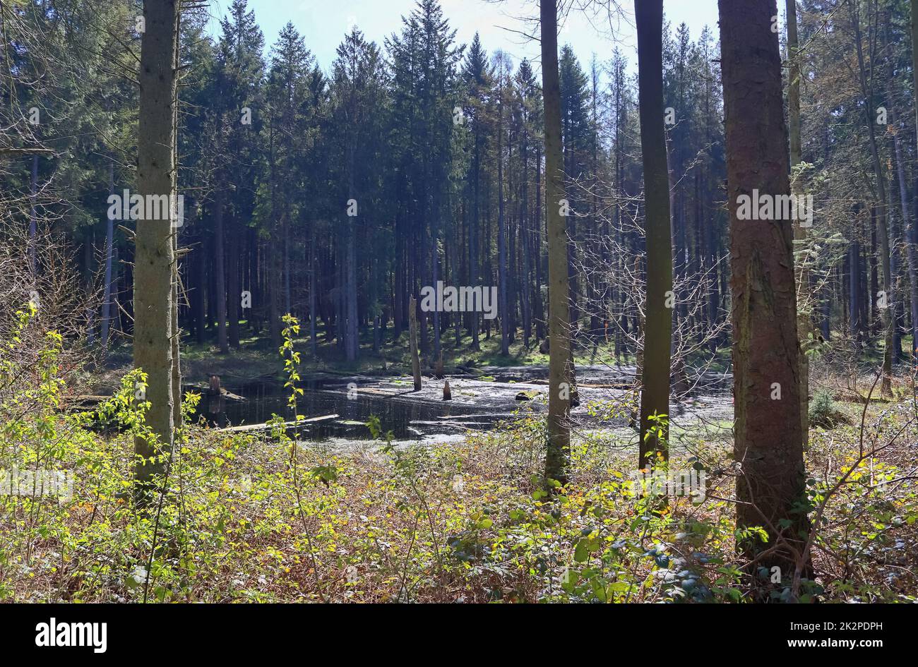 A clearing in a coniferous forest with a body of water in the swamp ...