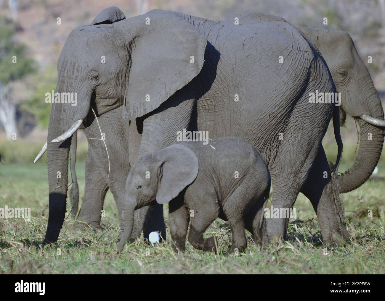 Elephants by the Chobe River in Botswana, Africa Stock Photo - Alamy