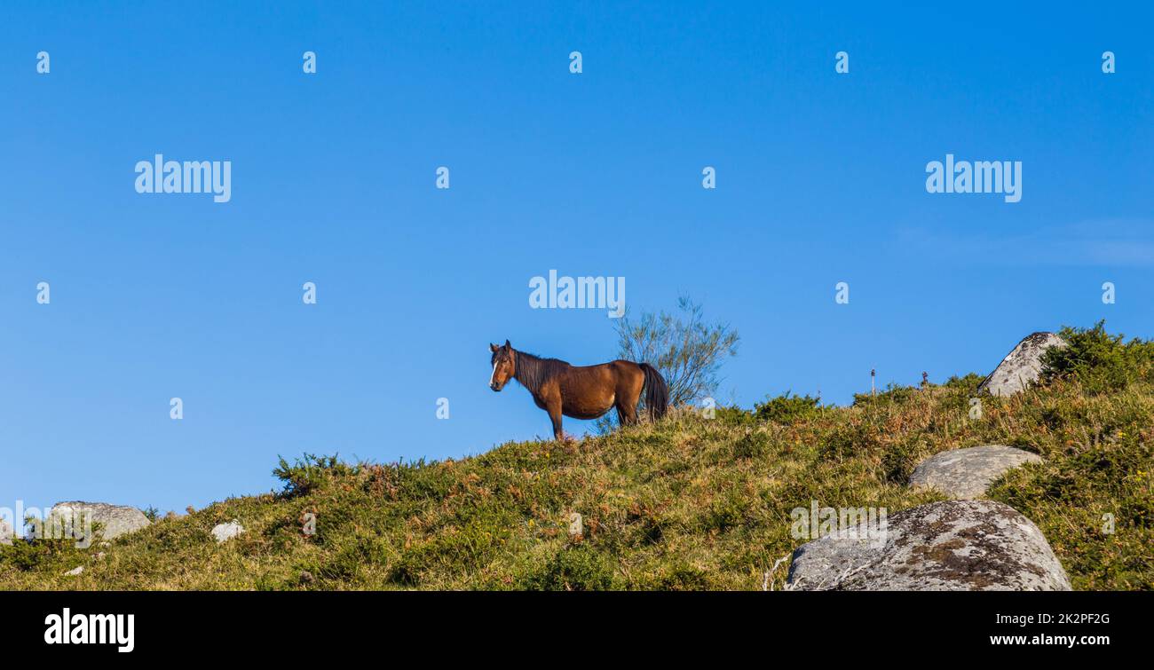Wild horse in mountains hi-res stock photography and images - Alamy