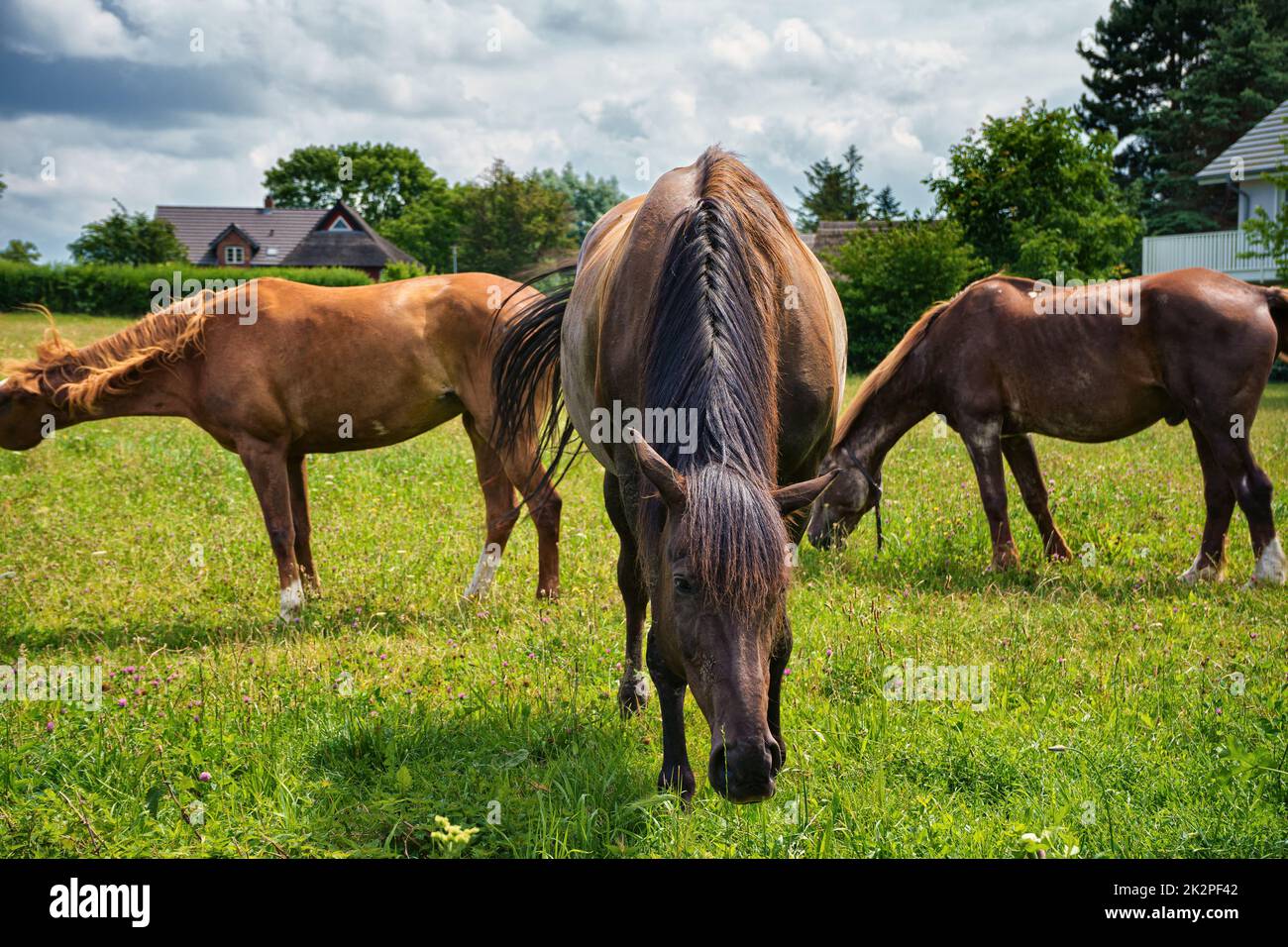 Pferde rasen hi-res stock photography and images - Alamy