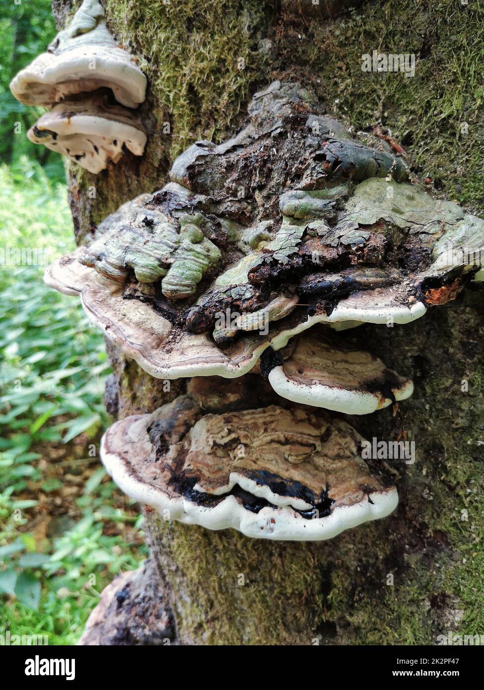 Zunderschwamm fomes fomentarius hi-res stock photography and images - Alamy