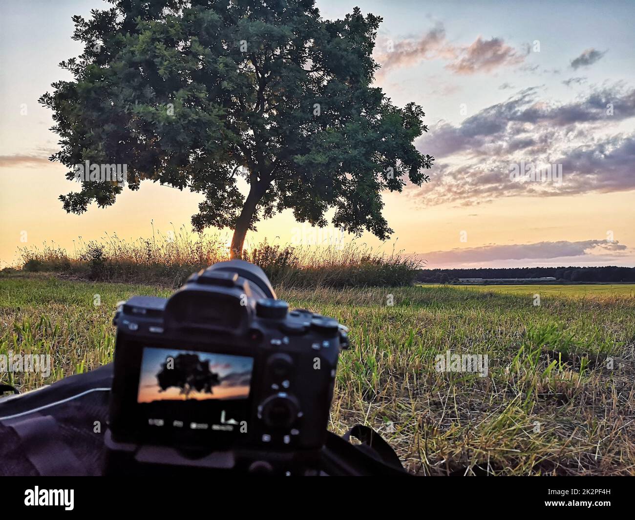 Oak Tree in Sunset Stock Photo - Alamy
