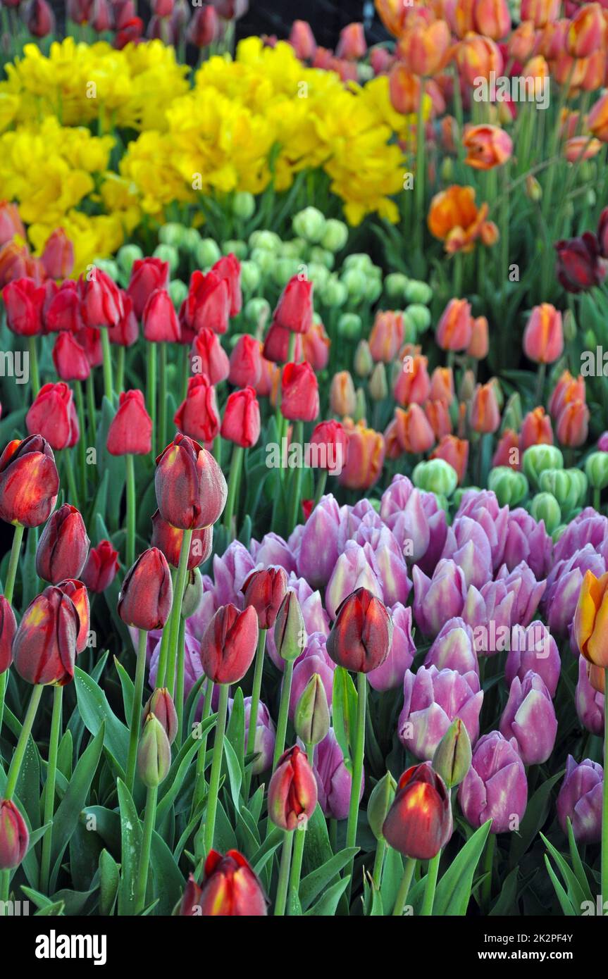 Colorful spring hi-res stock photography and images - Alamy