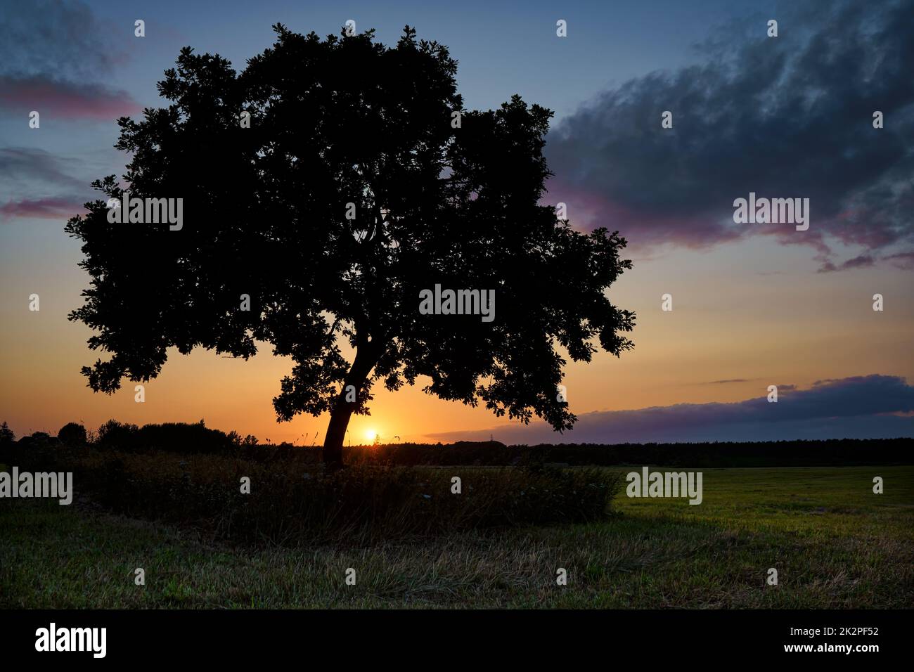 Oak Tree in Sunset Stock Photo - Alamy