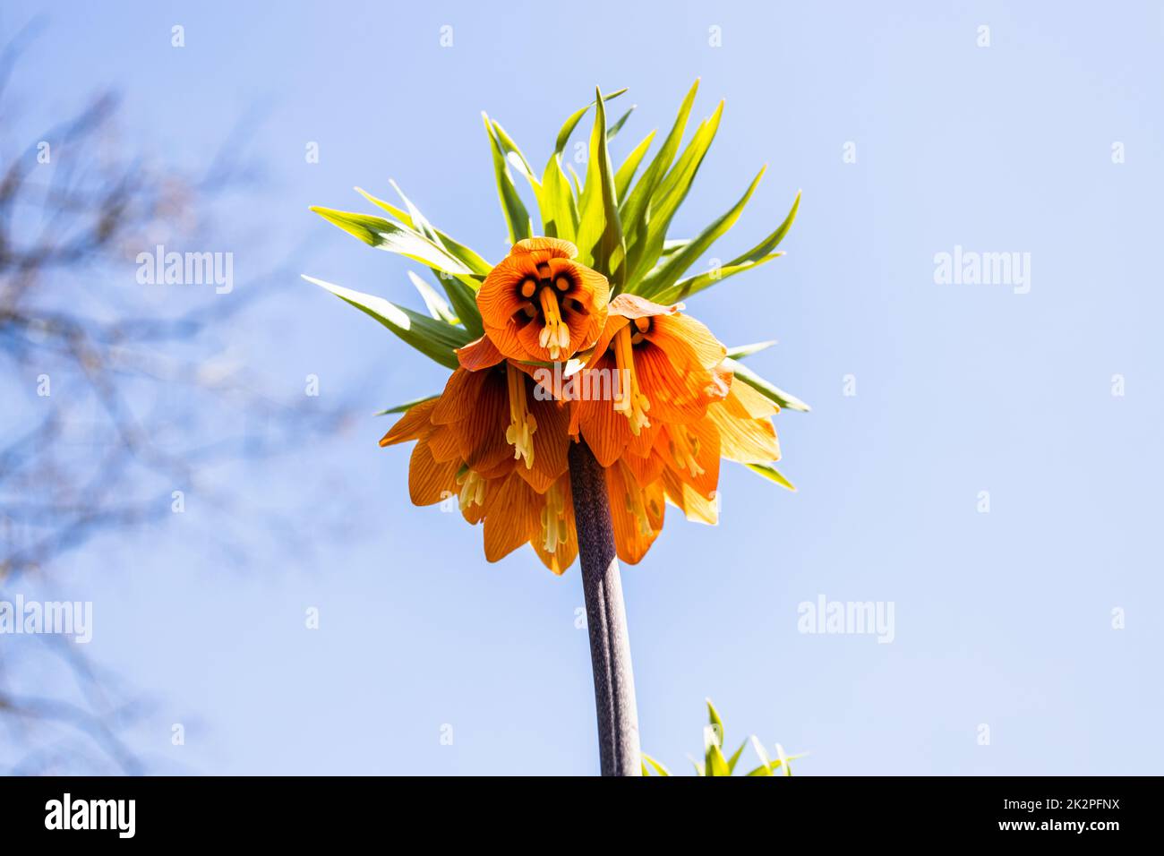 Hosta - Frosted Dimples flowers grow and bloom in the botanical garden ...