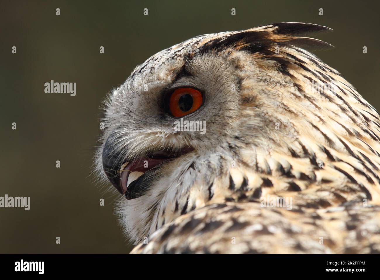 Bubo Bubo owl portrait in nature with smooth background Stock Photo - Alamy