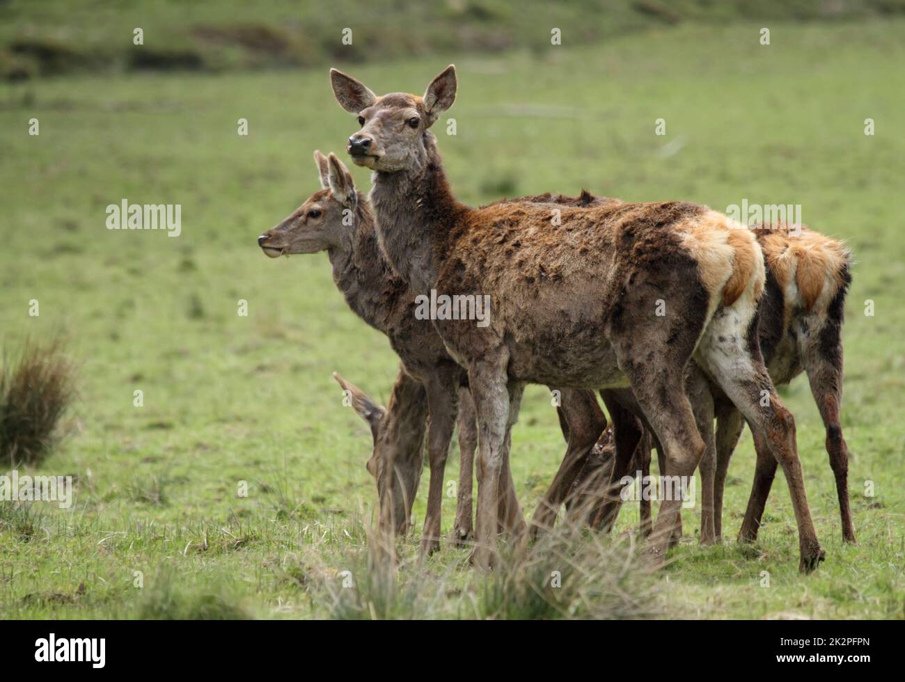 Spring red deer hi-res stock photography and images - Alamy