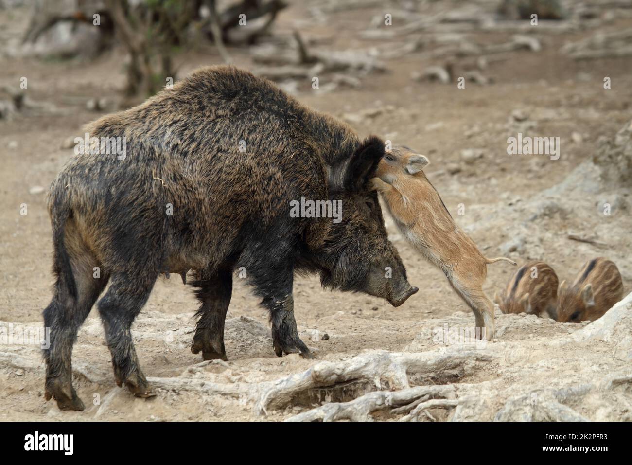 Wild boar ,Sus scrofa, wild sow with young boars Stock Photo - Alamy