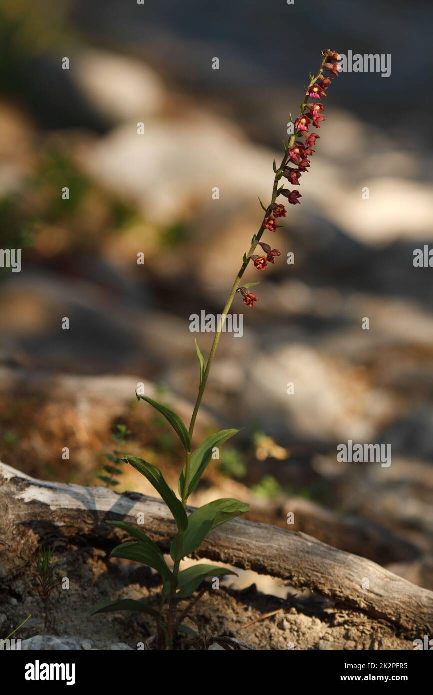 Dark-red Helleborine, Epipactis atrorubens in the shadow of a light ...