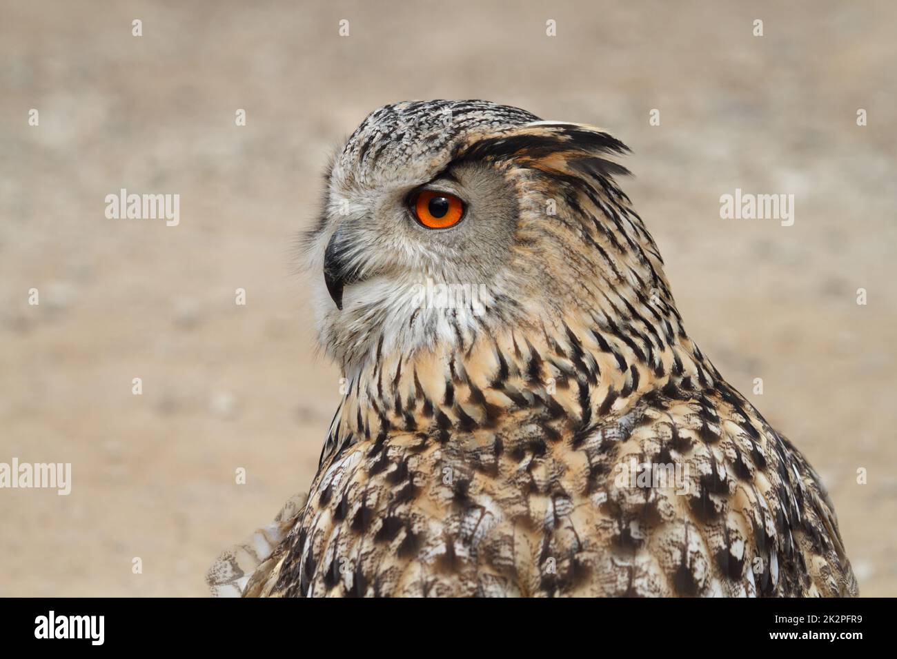 Bubo Bubo owl portrait in nature with smooth background Stock Photo - Alamy