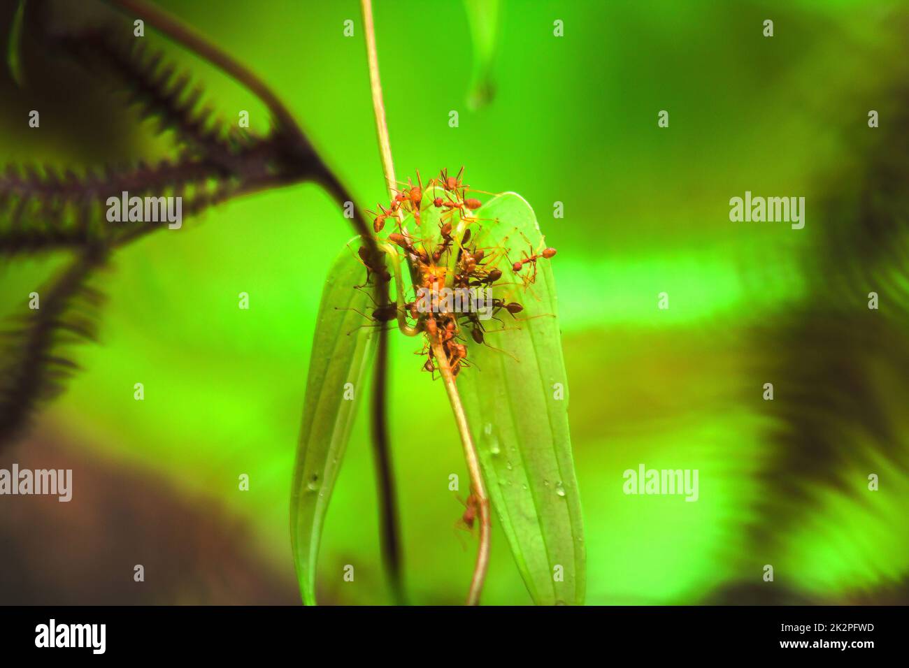 Red ant on the leaves in the natural forest Stock Photo - Alamy