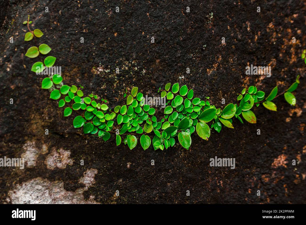 Ficus pumila creeping fig garden hi-res stock photography and images ...