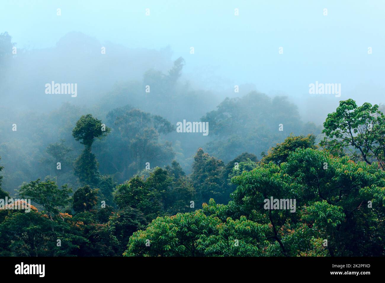 Forest in nature during rainy season Stock Photo - Alamy