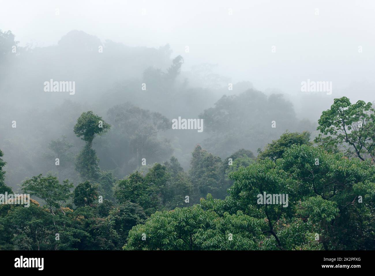 Forest in nature during rainy season Stock Photo - Alamy