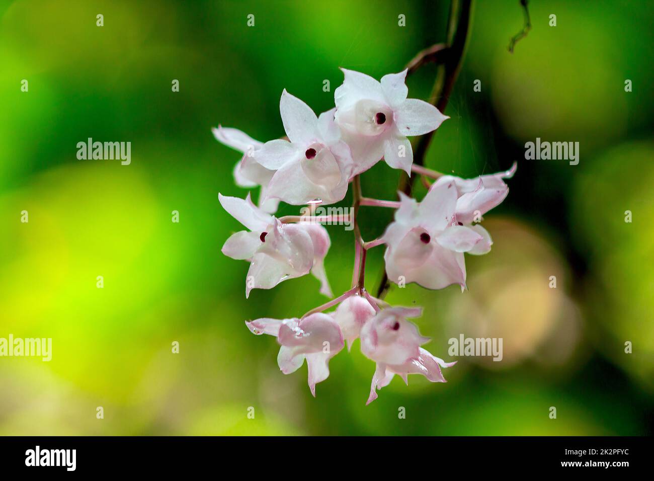 Light color flowers hi-res stock photography and images - Alamy