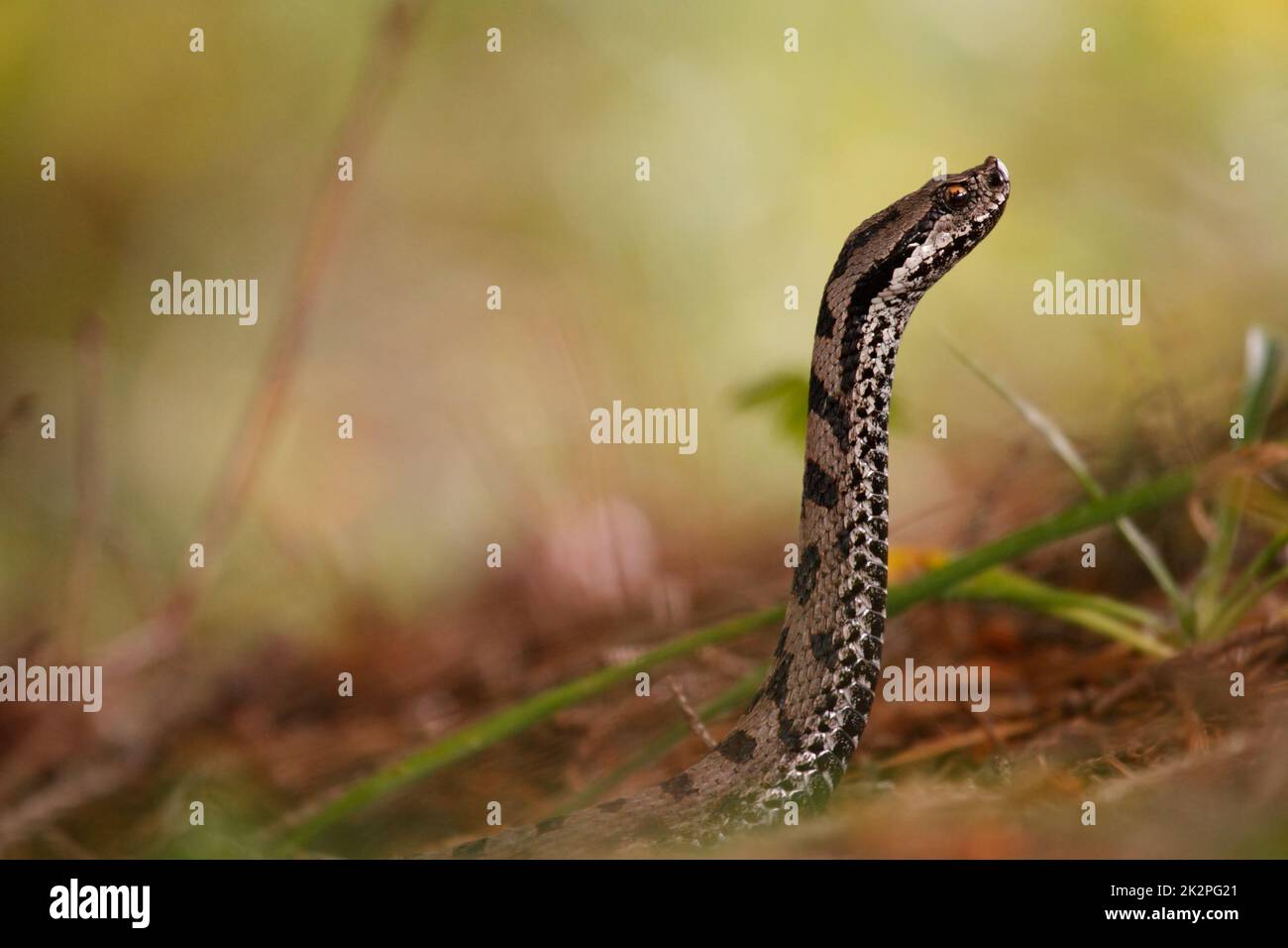 beautiful male common european adder lifting her head in the forest ...
