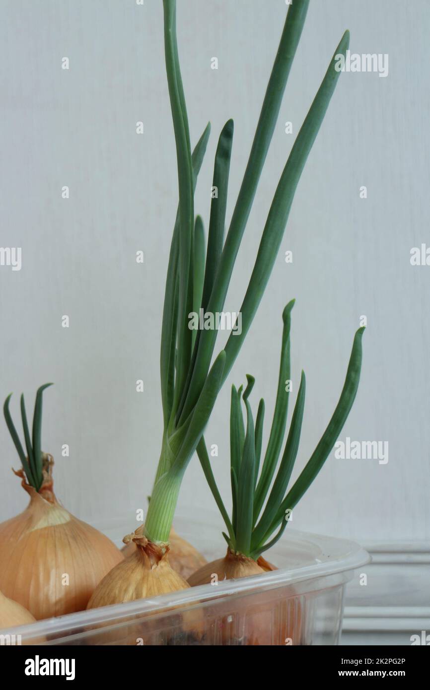 Spring onions in pot hi-res stock photography and images - Alamy