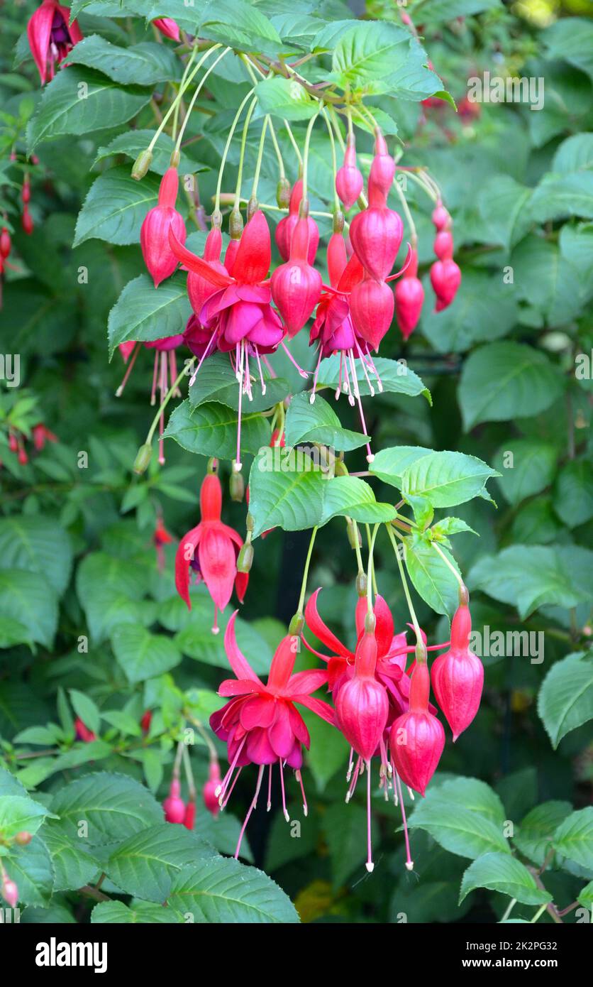Fuschia hi-res stock photography and images - Alamy