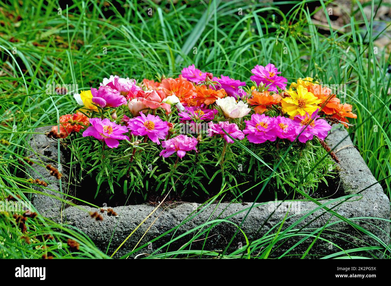 Planter marigolds hi-res stock photography and images - Alamy