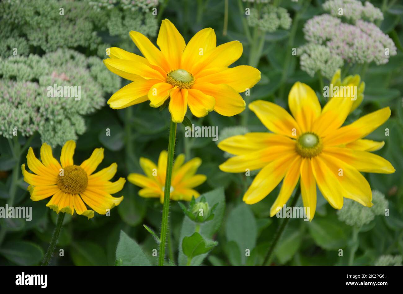 Beautiful yellow susan flowers Stock Photo - Alamy