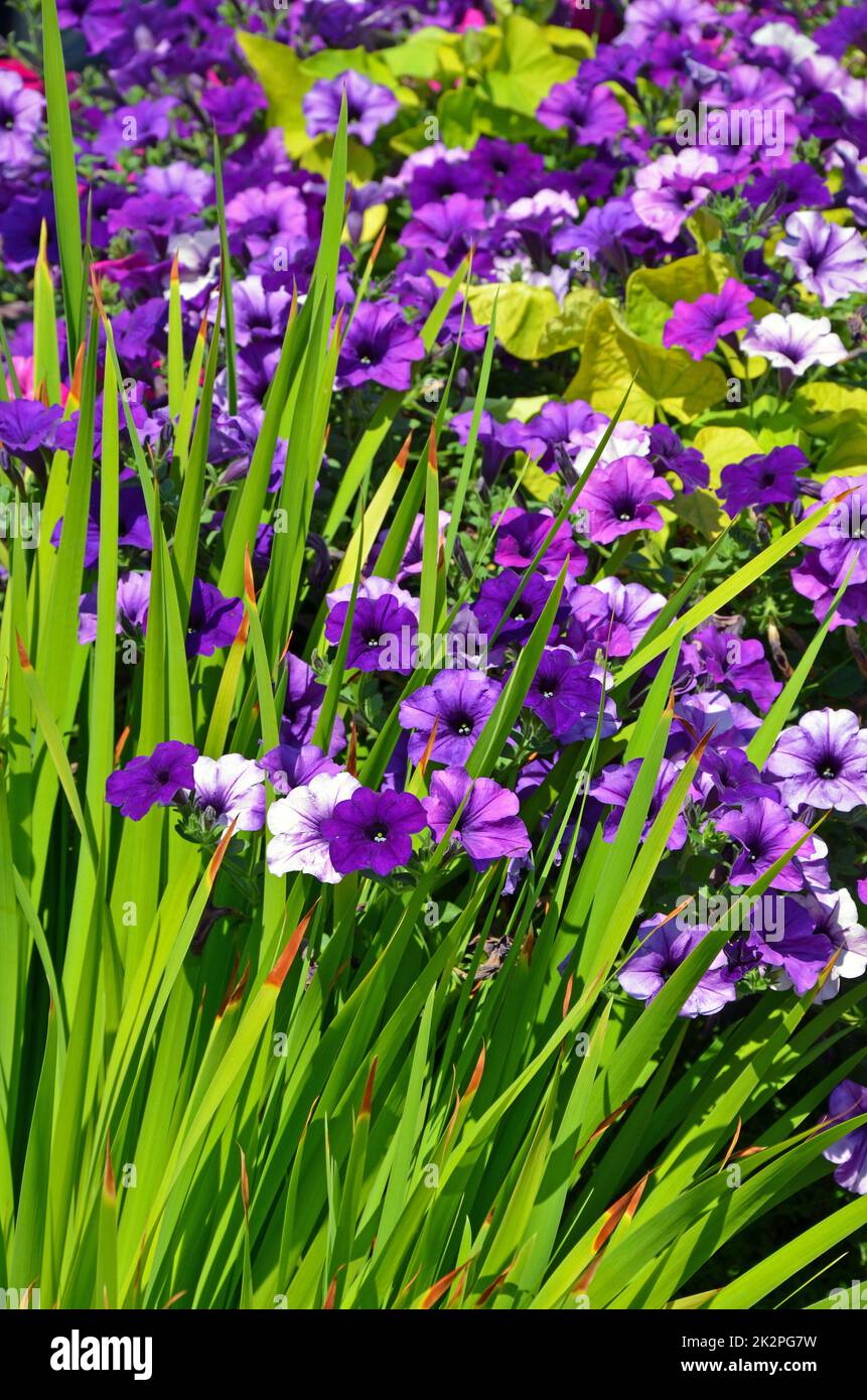 Purple petunia garden Stock Photo - Alamy