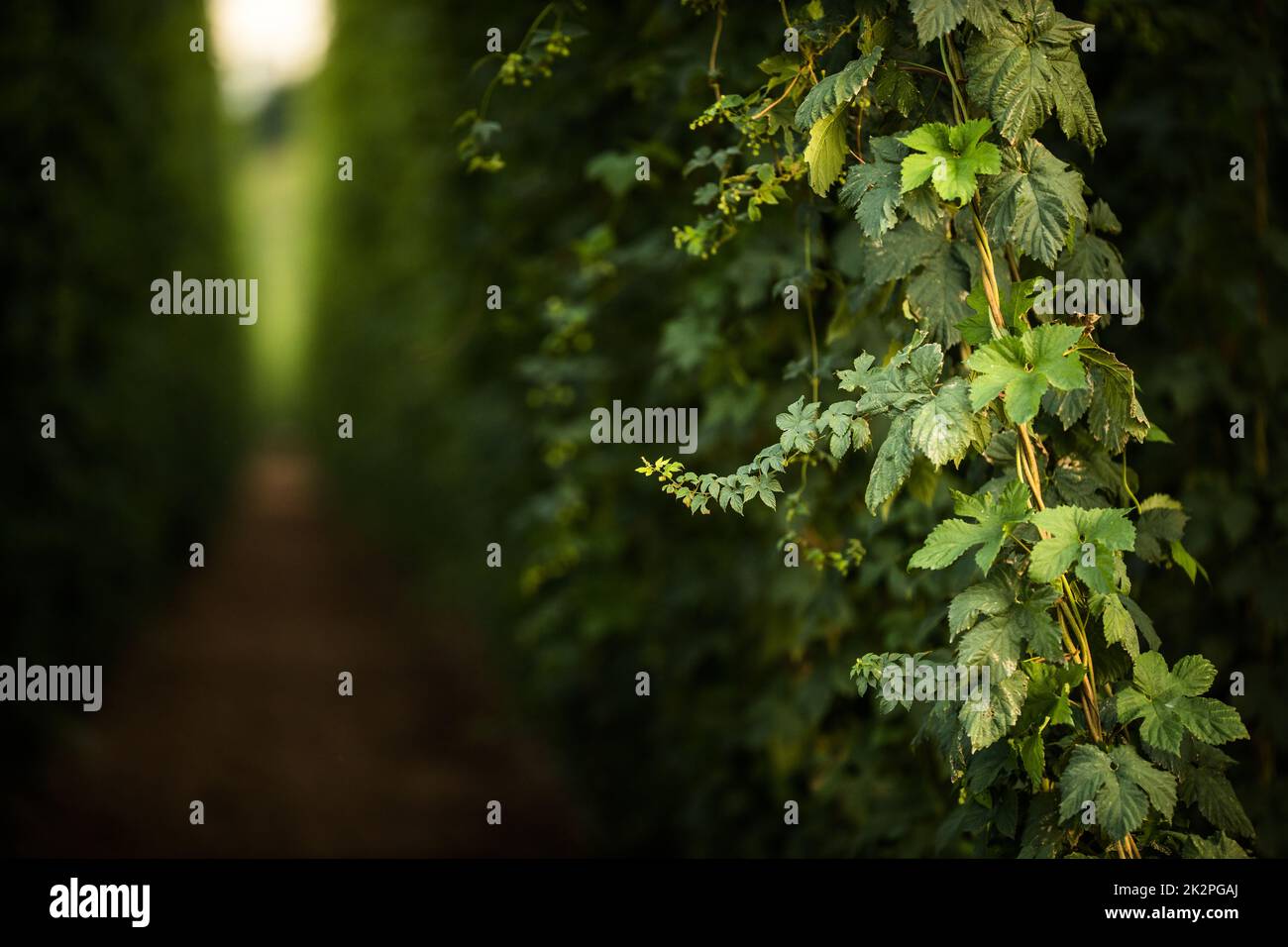 Hops being grown on a field Stock Photo - Alamy