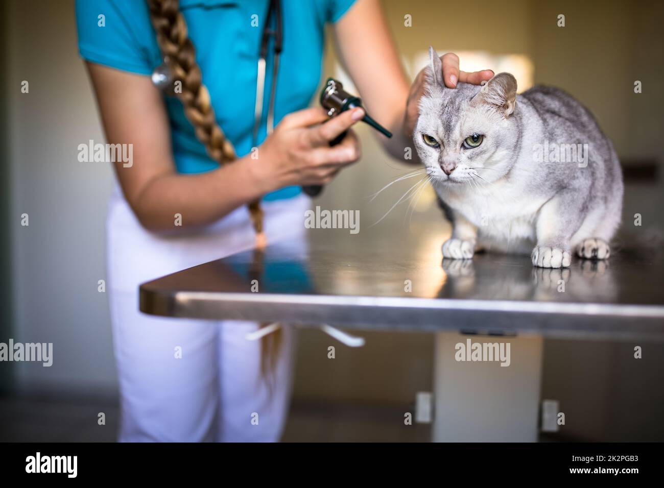 Sick cat hi-res stock photography and images - Alamy