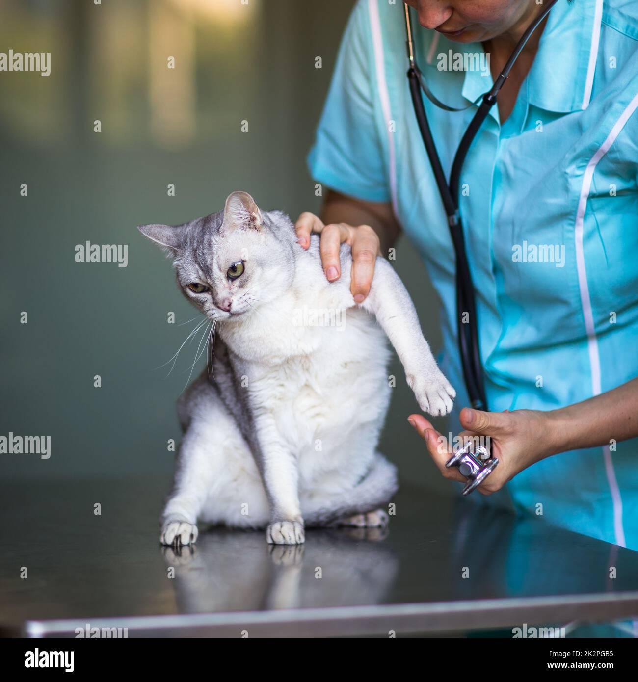 Vet sick animal hi-res stock photography and images - Alamy