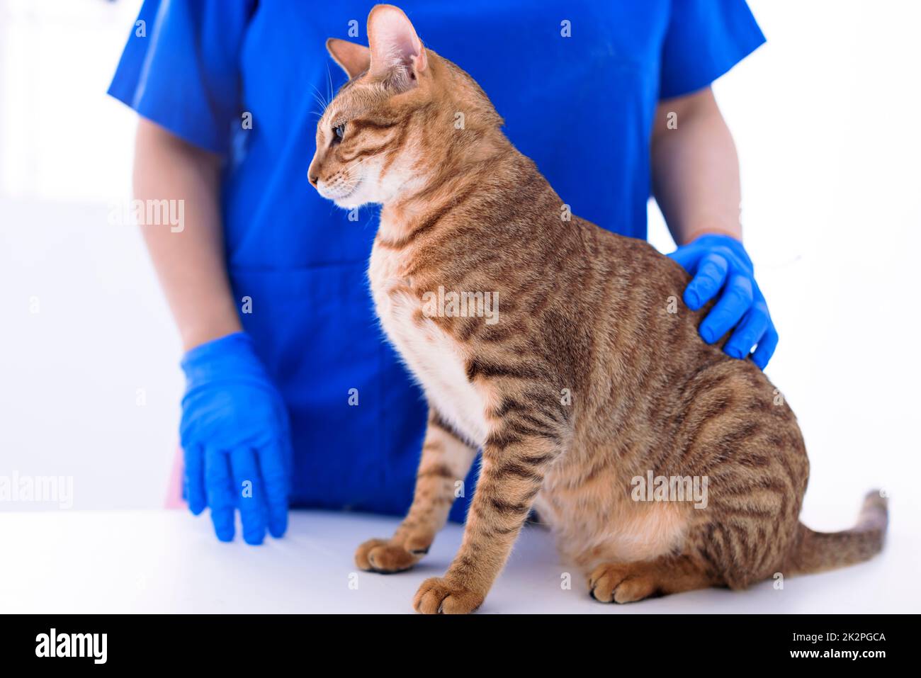 Vet cat inspection hi-res stock photography and images - Alamy