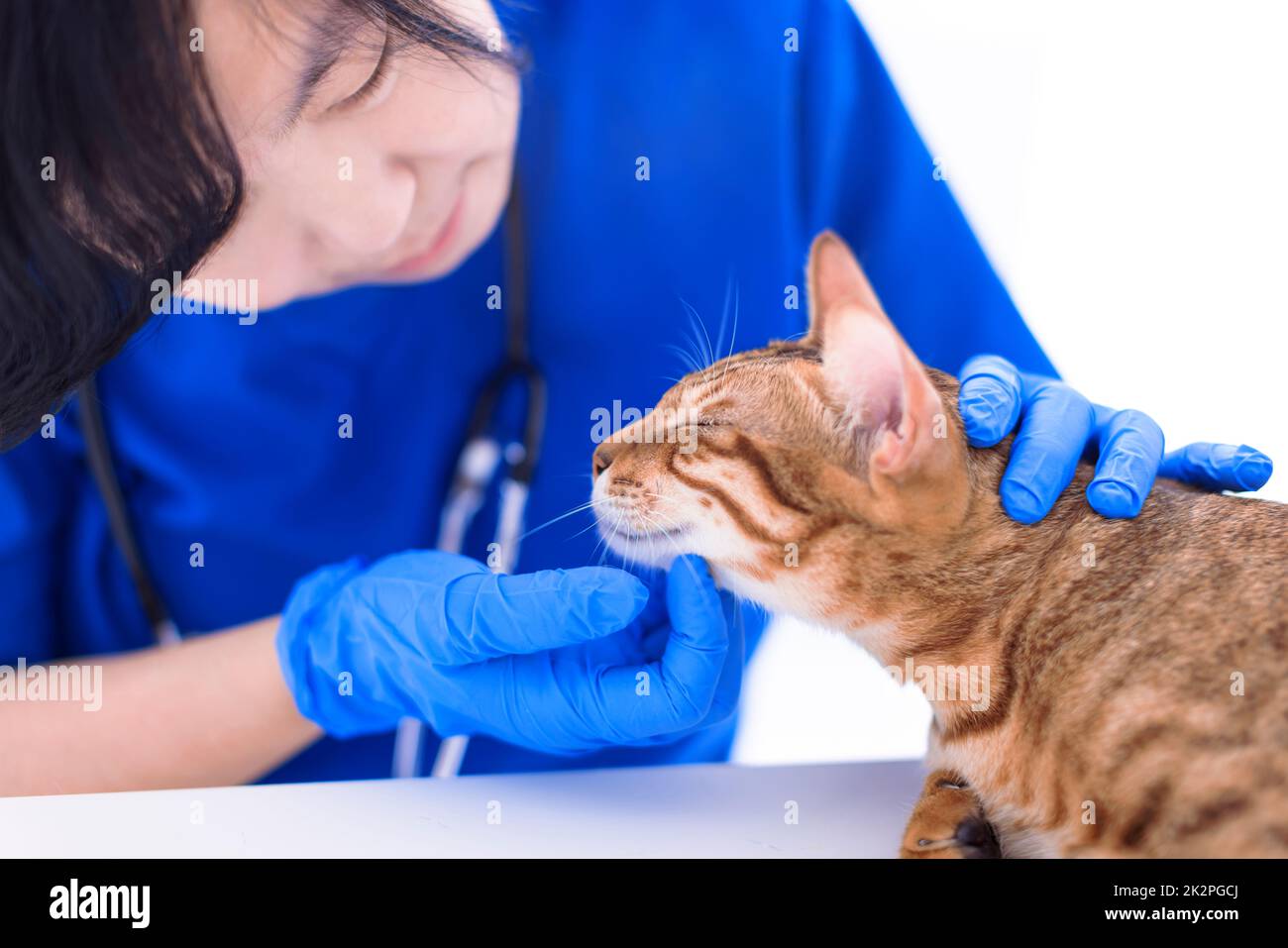 Female vet is scratching and stroking furry pet with hand Stock Photo ...