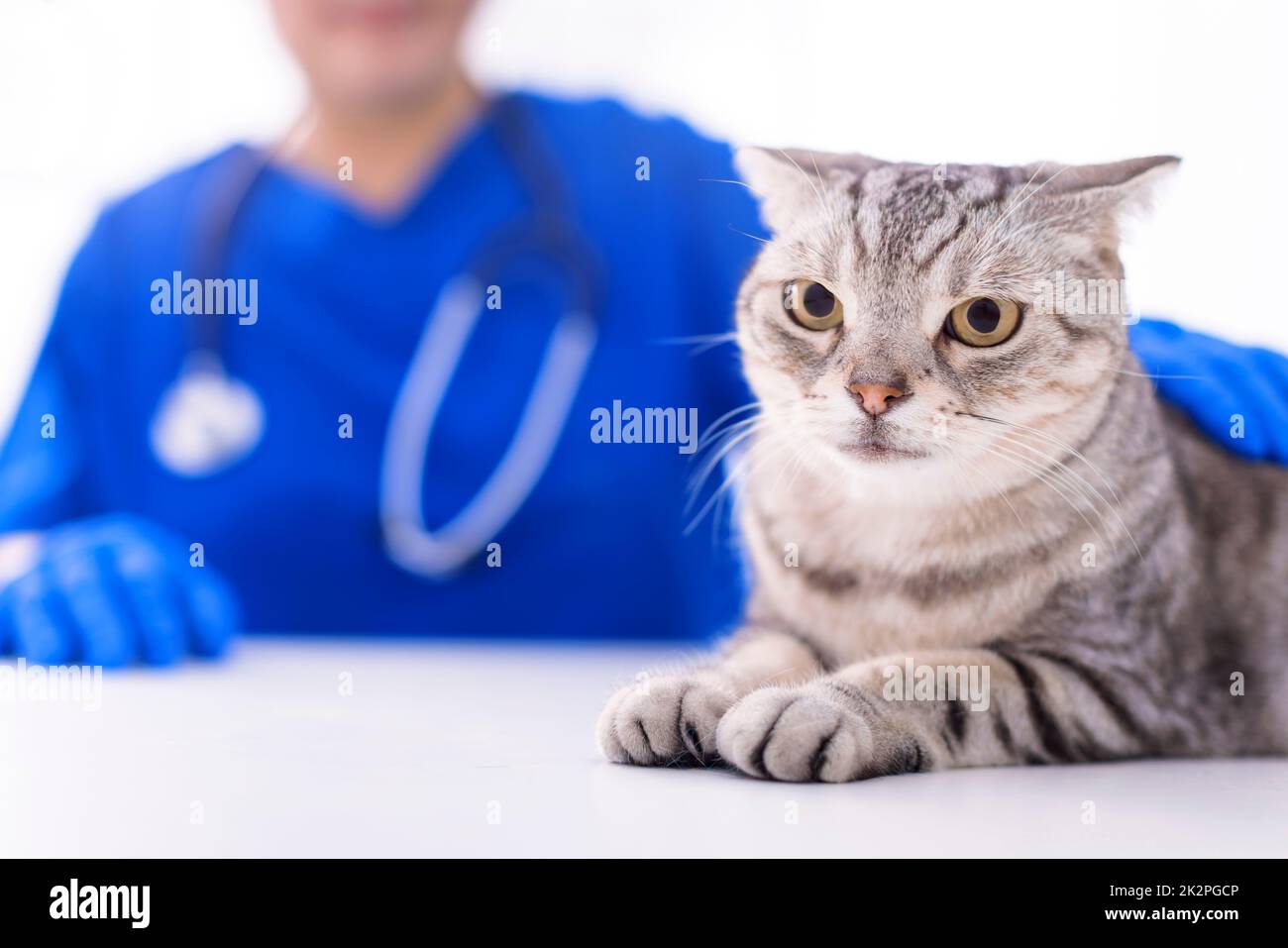 Examining in veterinary clinic vet hi-res stock photography and images ...