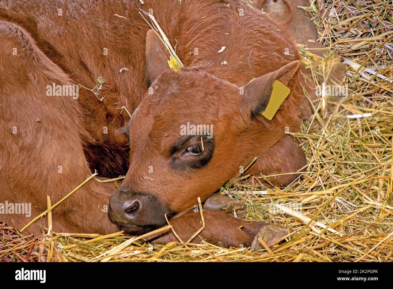 Small brown calf in farm haystack Stock Photo - Alamy